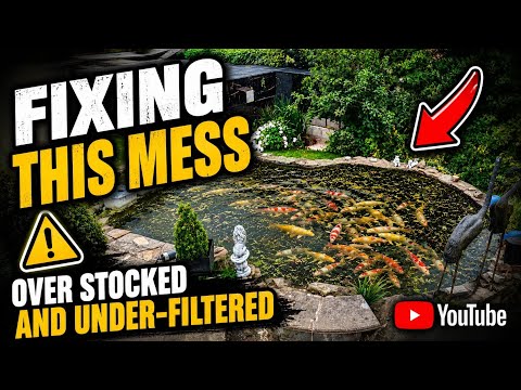 Fixing an Overstocked, Struggling Koi Pond! (Maxi Plus Install)