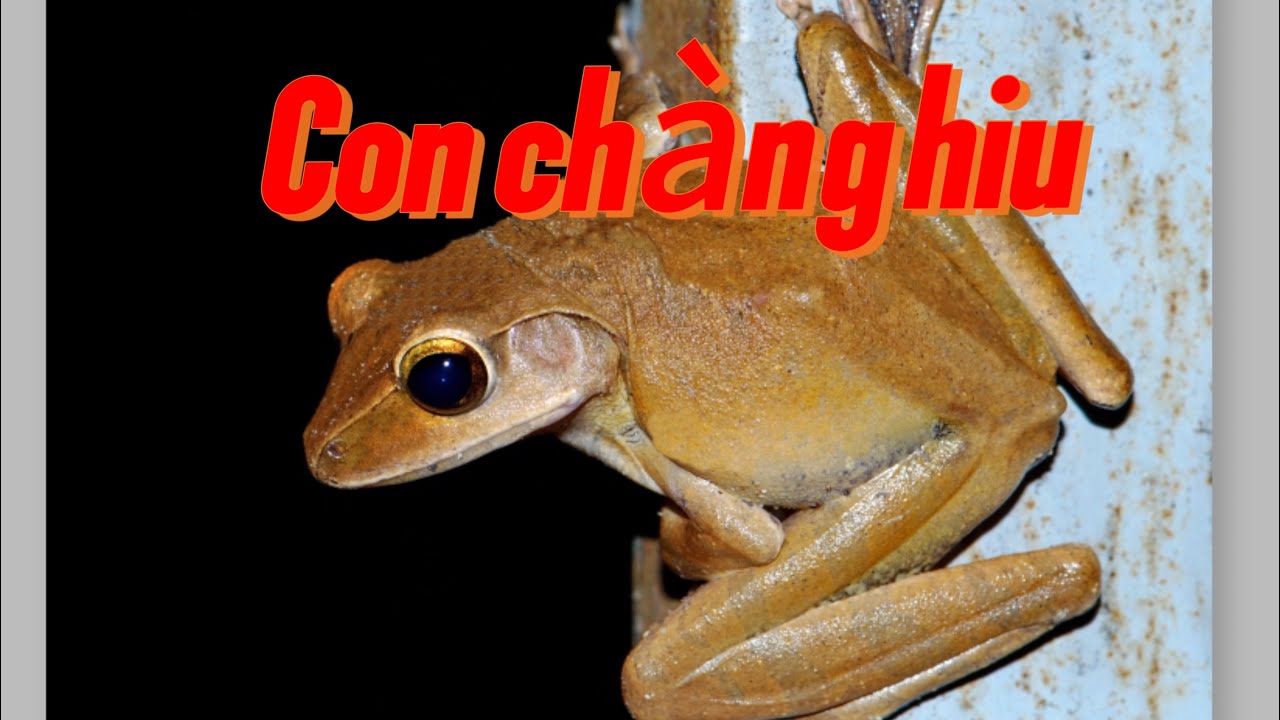 Con chàng hiu thích quay phim - YouTube