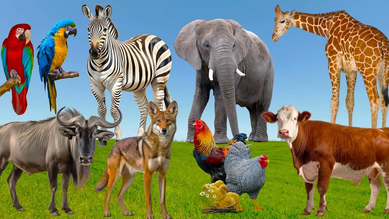 Happy Farm Animal Sounds: Cow, Parrot, Hen, Gnu, Fox, ELpehant - Animal ...