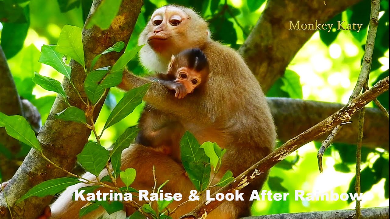Perfectly! Monkey Katrina show lip smacking to us after she accepted Rainbow from Libby - YouTube