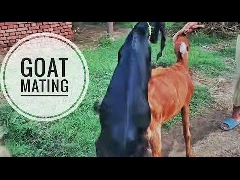 Mating Goat, Goat Mating #animals #beautifullgoats #villagelife 