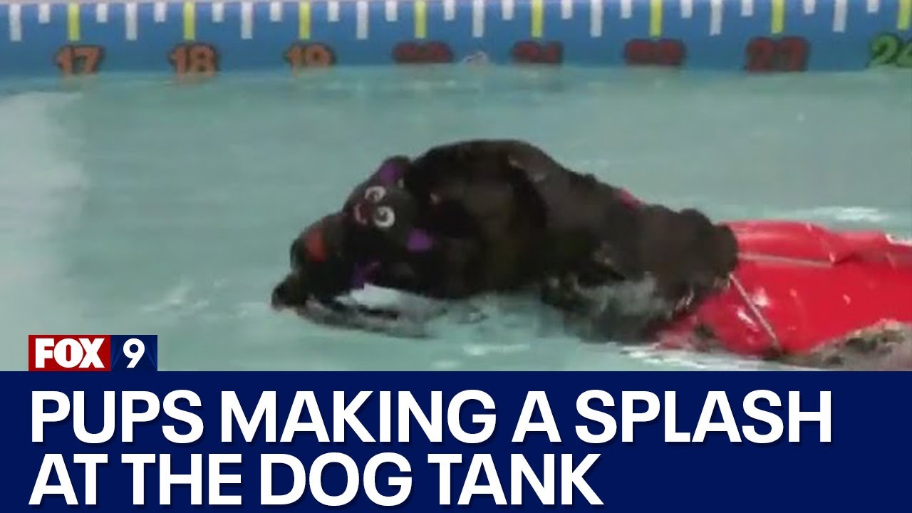 Pups making a splash at The Dog Tank - YouTube