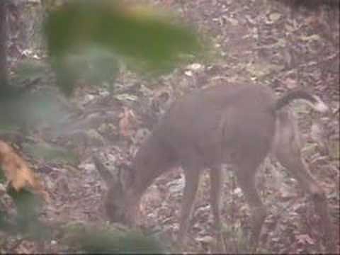 Self Videoed Video Doe bow kill Maryland #3 2007 - YouTube