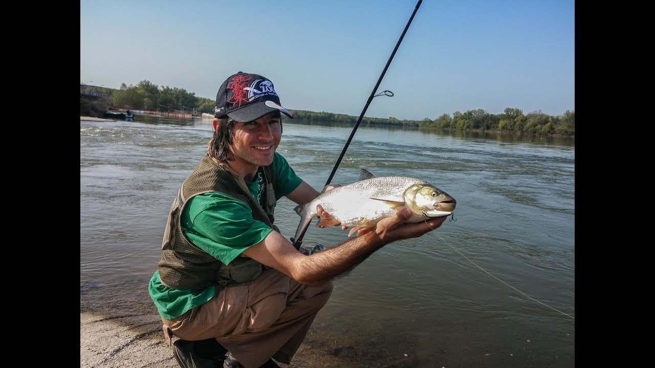 Reka Tisa,pecanje bucova na brani - YouTube