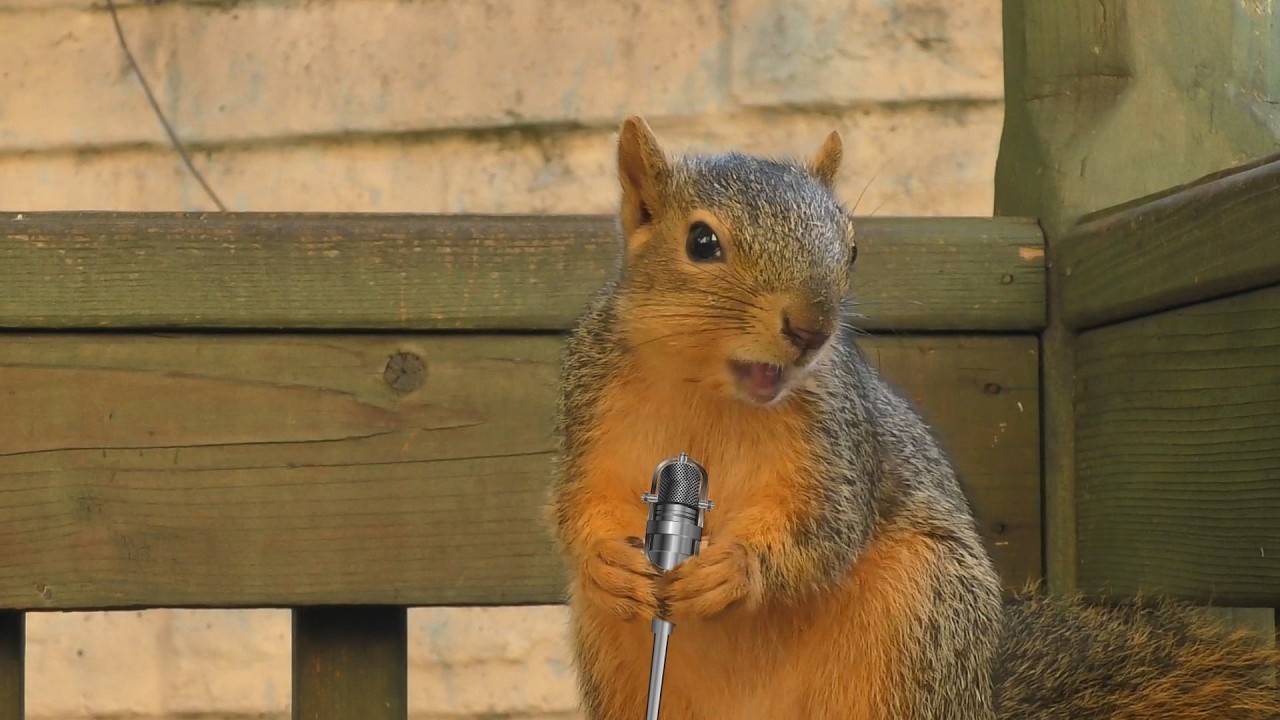 Squirrel Sings 6 Underground by Sneaker Pimps - Porch Critter Karaoke 21 Featuring Cutie (and ...