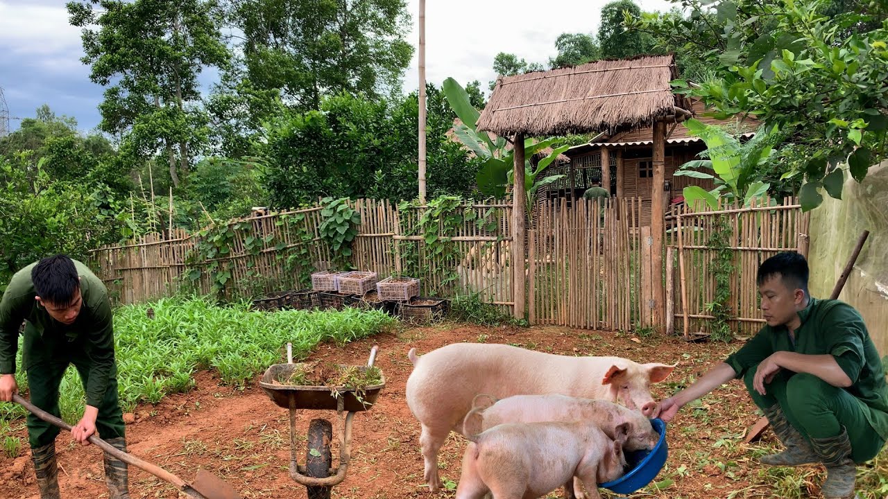 Build a high watchtower house to watch over the farm, chickens, pigs ...