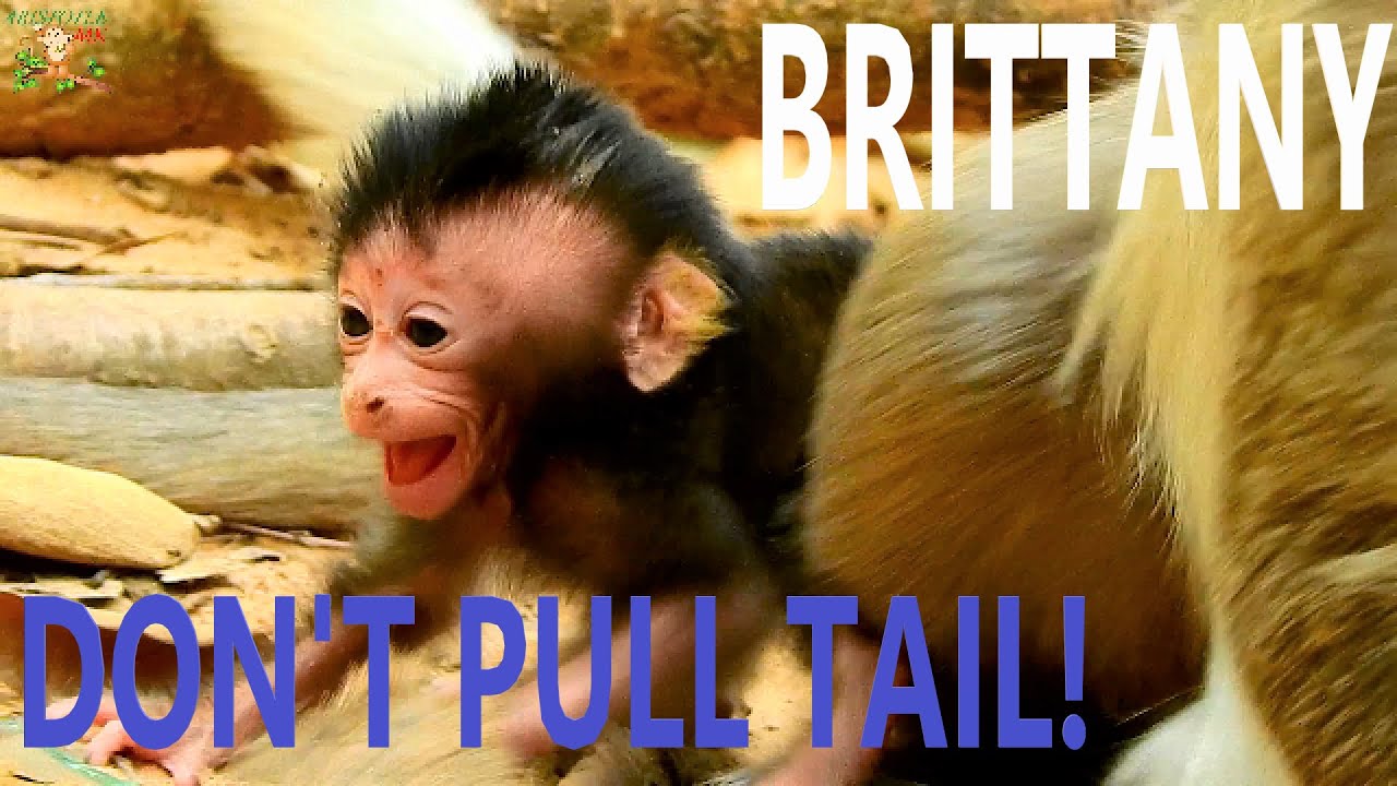 BRITTANY CRY SOUND LOUD , BECAUSE OF MOM BRINN PULL OF TAIL NEWBORN ...