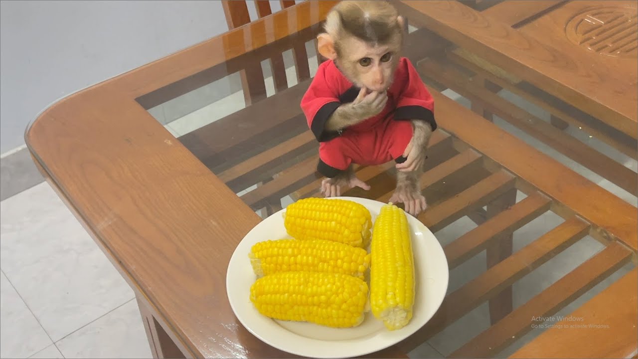 Mom feeds Monkey Caca corn . - YouTube