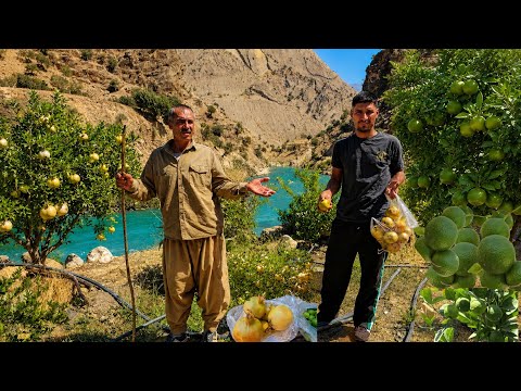 🏞🍊 Harvesting Fresh Pomegranates | Cleaning Up the Village Orchard | Amazing Life by the River 🌊