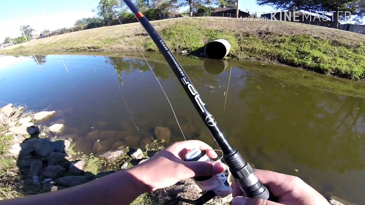 Catching my pet fish|pt 3 - YouTube
