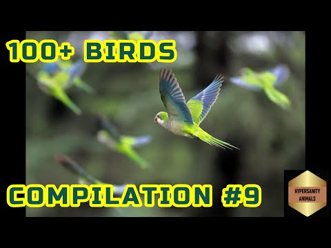 Exotic Birds from Around the Globe
