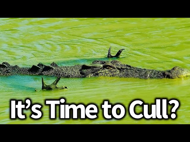Memes Center Crocodile