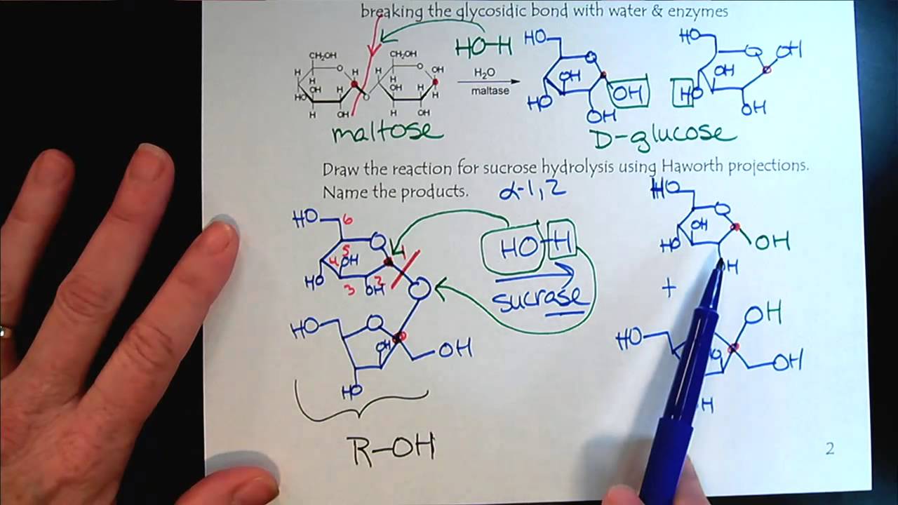 Chem 309 Carbohydrates Part 5 Catabolism Hydrolysis & Glycolysis - YouTube