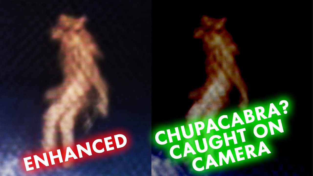 ENHANCED Strange Cryptid Creature Caught on Amarillo Zoo Security ...
