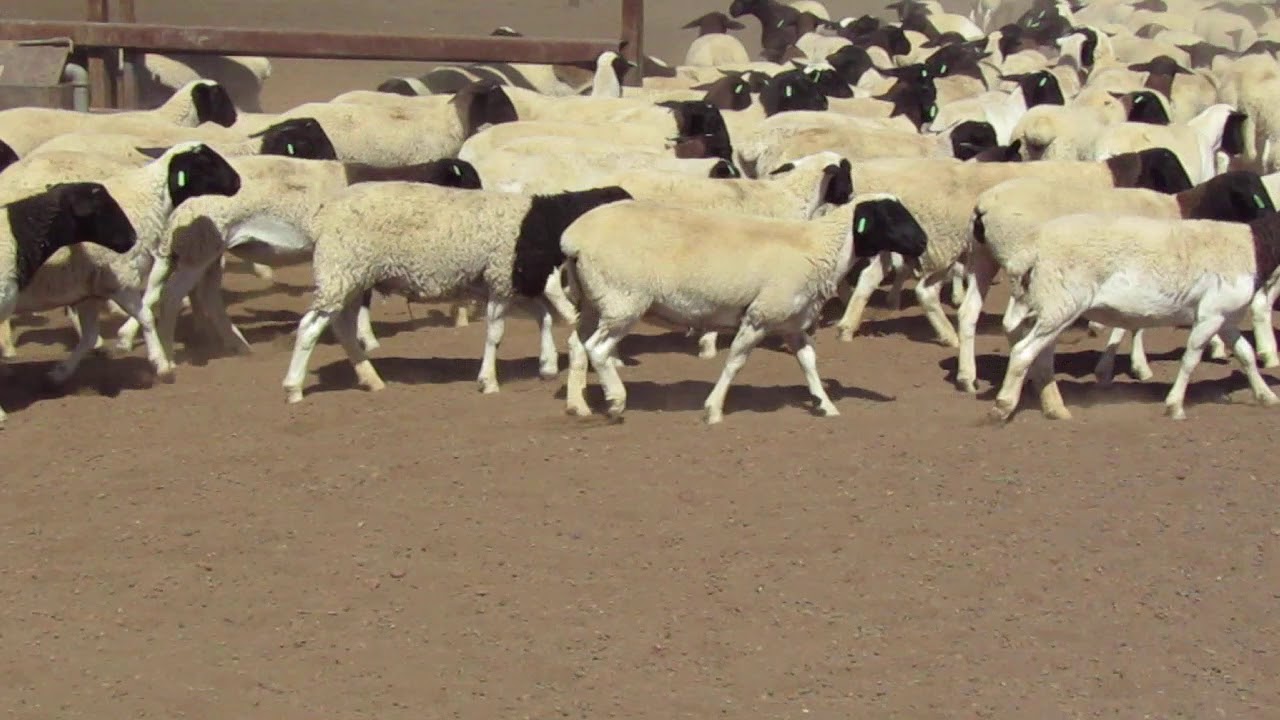 Milson Big Lamb 2 - YouTube