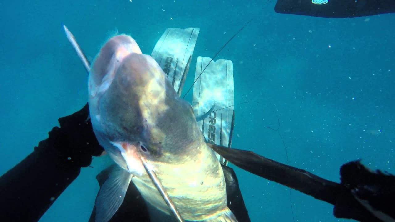 Conch Reef, Key Largo FL 70ft White Margate - Speafishing - YouTube