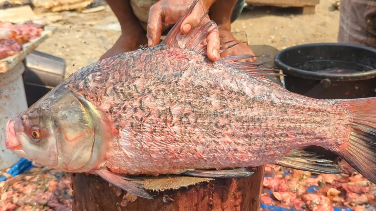 Attractive!!😱 Big Giant Monster Size Cuttlefish Cutting Skills by ...