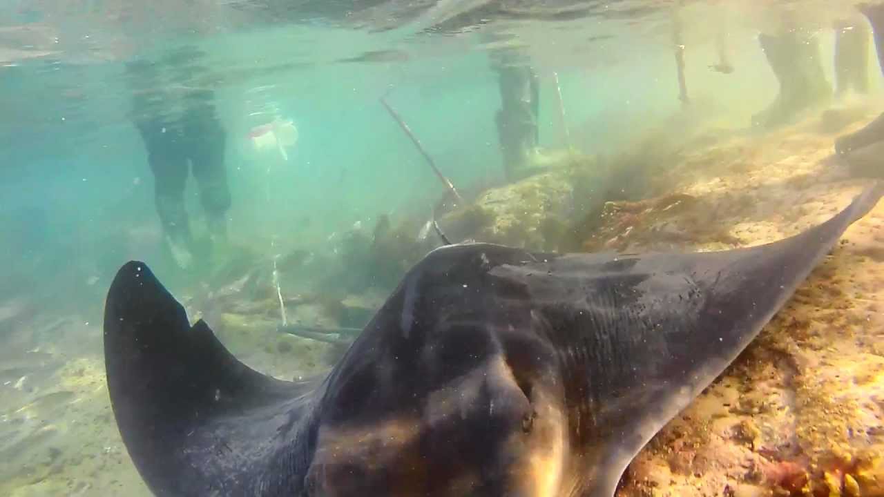 Stingray Feeding - YouTube