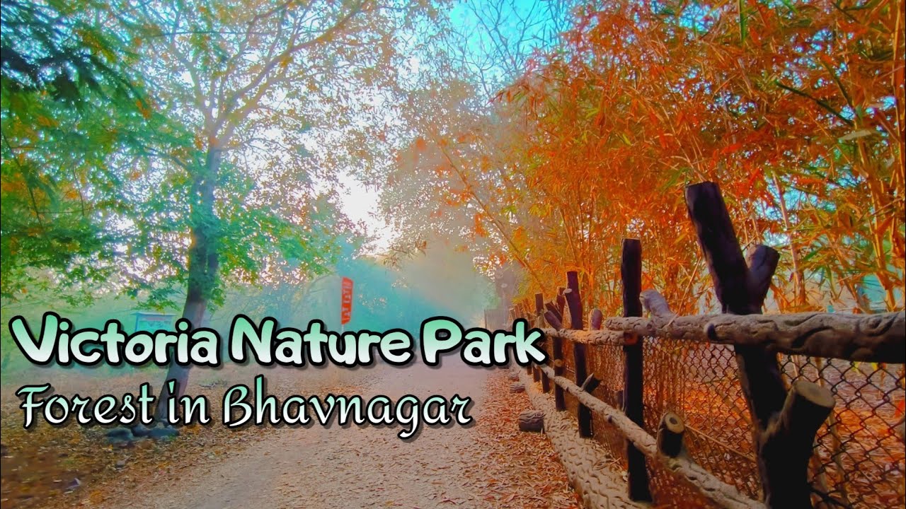 Victoria Nature Park in Bhavnagar [4k] | Forest in the City | Jungle ...