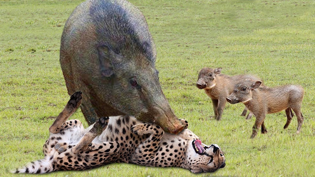 OMG... Angry Mother Warthog Chew Cheetah's Head To Save Her Baby ...