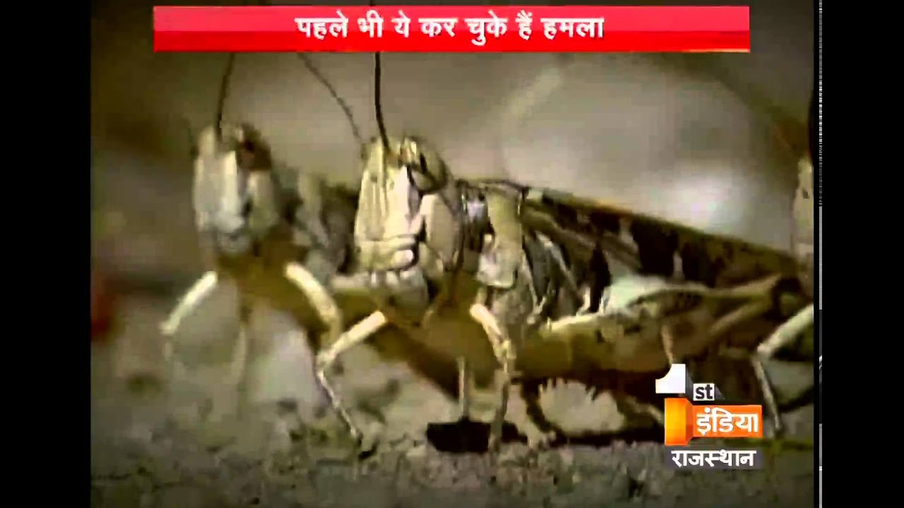 tiddi ka khatra || first india news special - YouTube