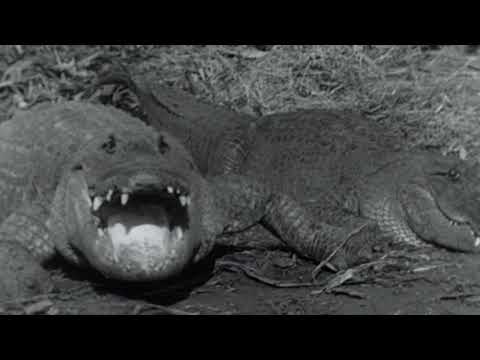 FILM OF THE DAY: Tarzan and the Leopard Woman (1946)