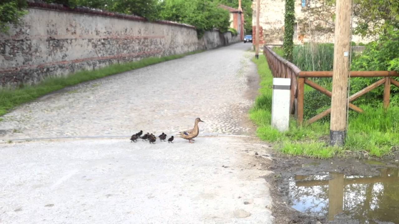 Mamma Papera e i suoi piccoli - YouTube