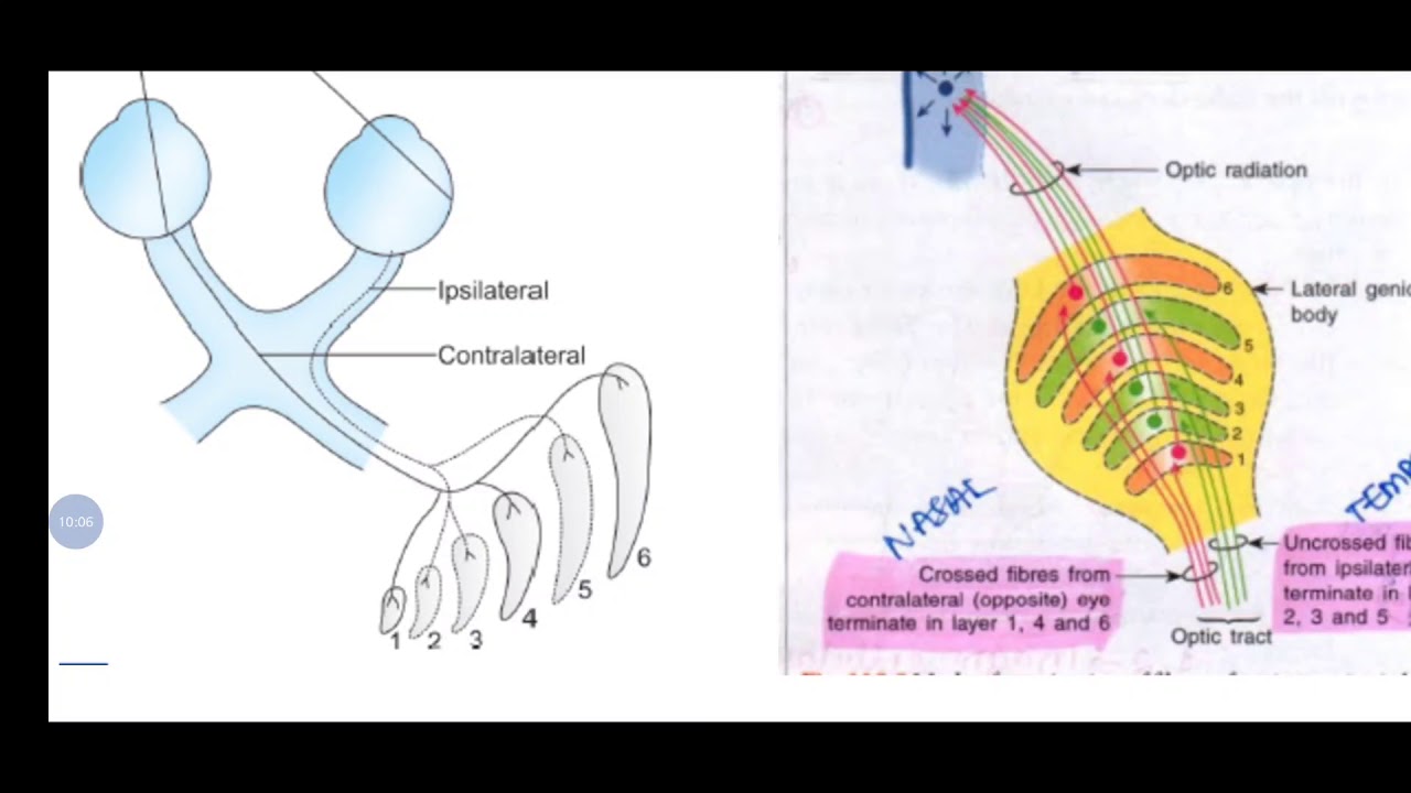 Visual pathway - YouTube