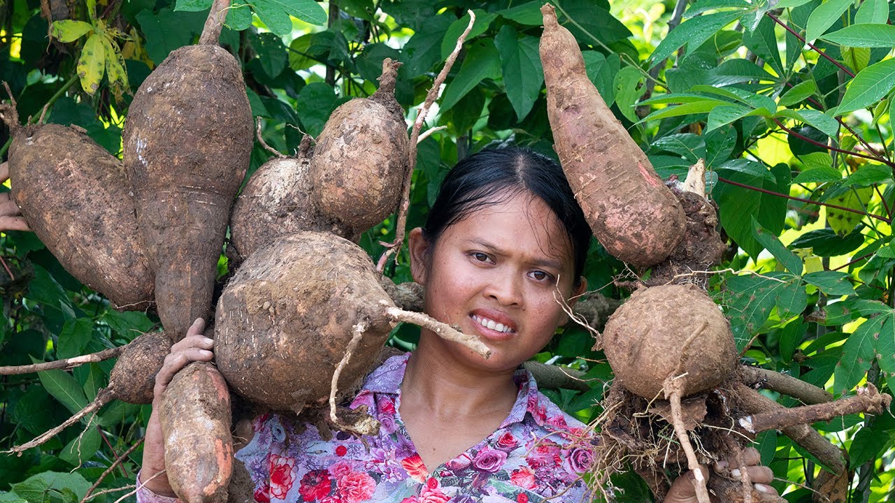 Find and Cook Cassava Near My Village - Deep Fried Crispy Cassava - YouTube