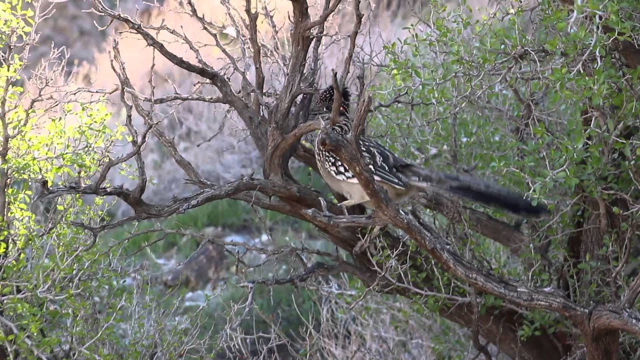 Roadrunners Mating in desert plum tree - YouTube
