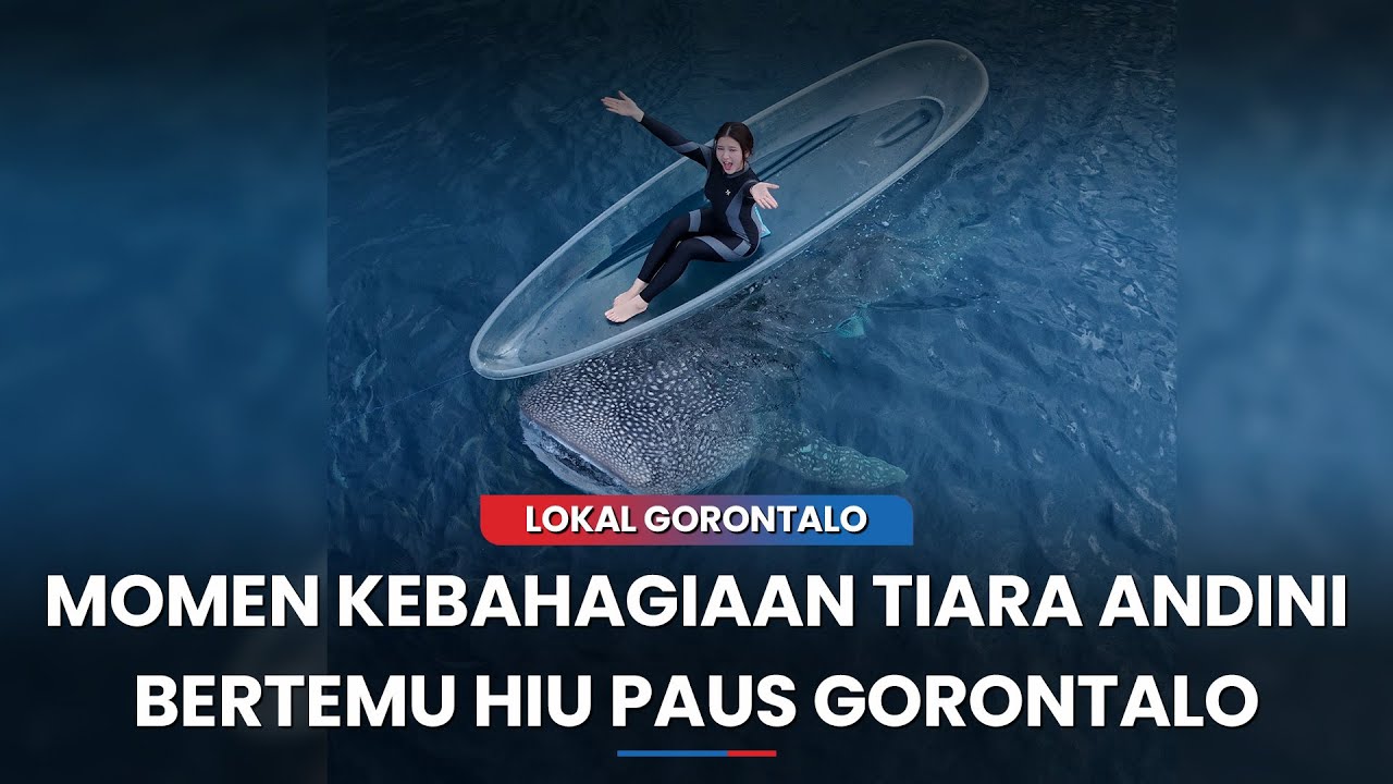 Momen Penyanyi Tiara Andini Abadikan Momen di Hiu Paus Gorontalo, Duduk ...