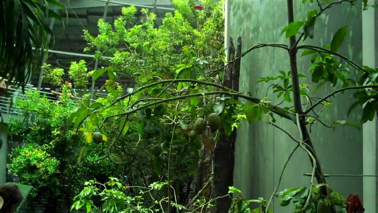 Architecture Under Main Dome Tropical Rainforest Dome, California ...