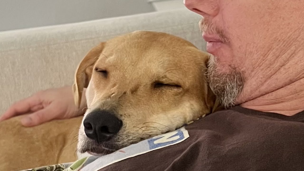 Rescue dog is obsessed with dad - YouTube