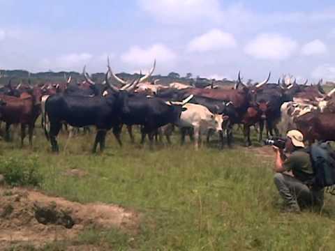 Bahima of Ankole know for keeping large number of cows - YouTube