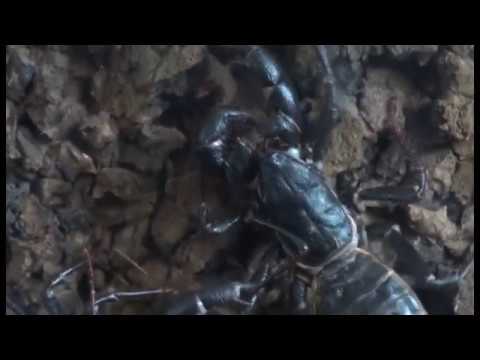 uropyga sex Giant Vinegaroon (mastigoproctus giganteus meeting) - YouTube