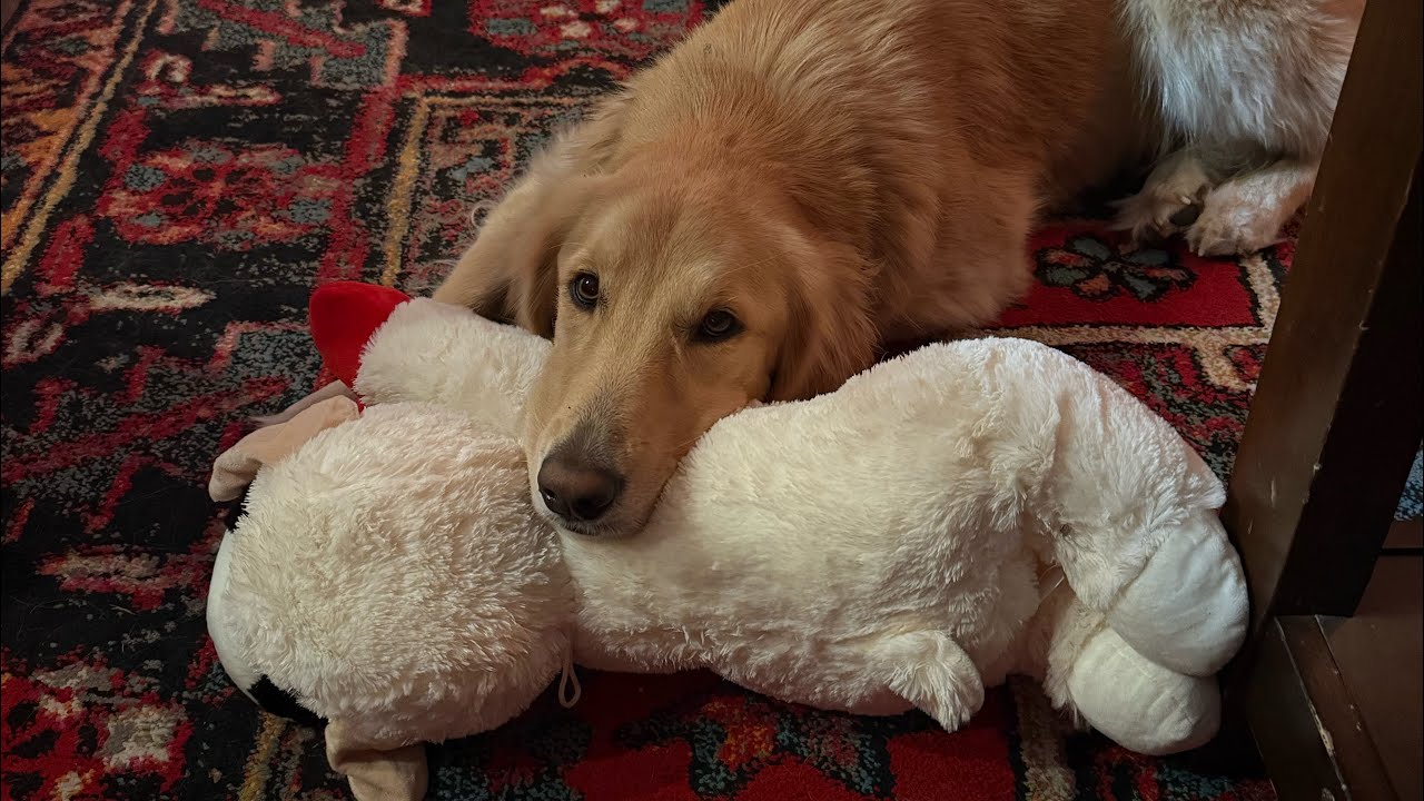 Spicket Cover - Christmas Video - 2024 - YouTube