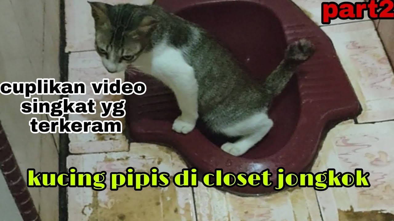KUCING PIPIS DI CLOSET WC #Short - YouTube