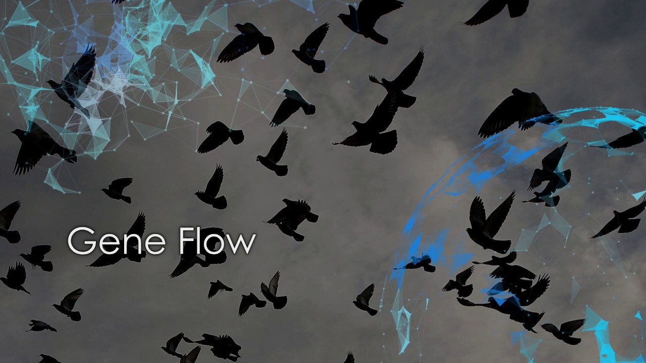 Gene Flow - YouTube