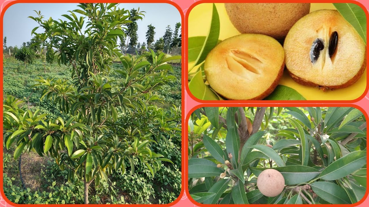 What's special in the Kalapatti Sapota Fruits and it's benefits!! How ...