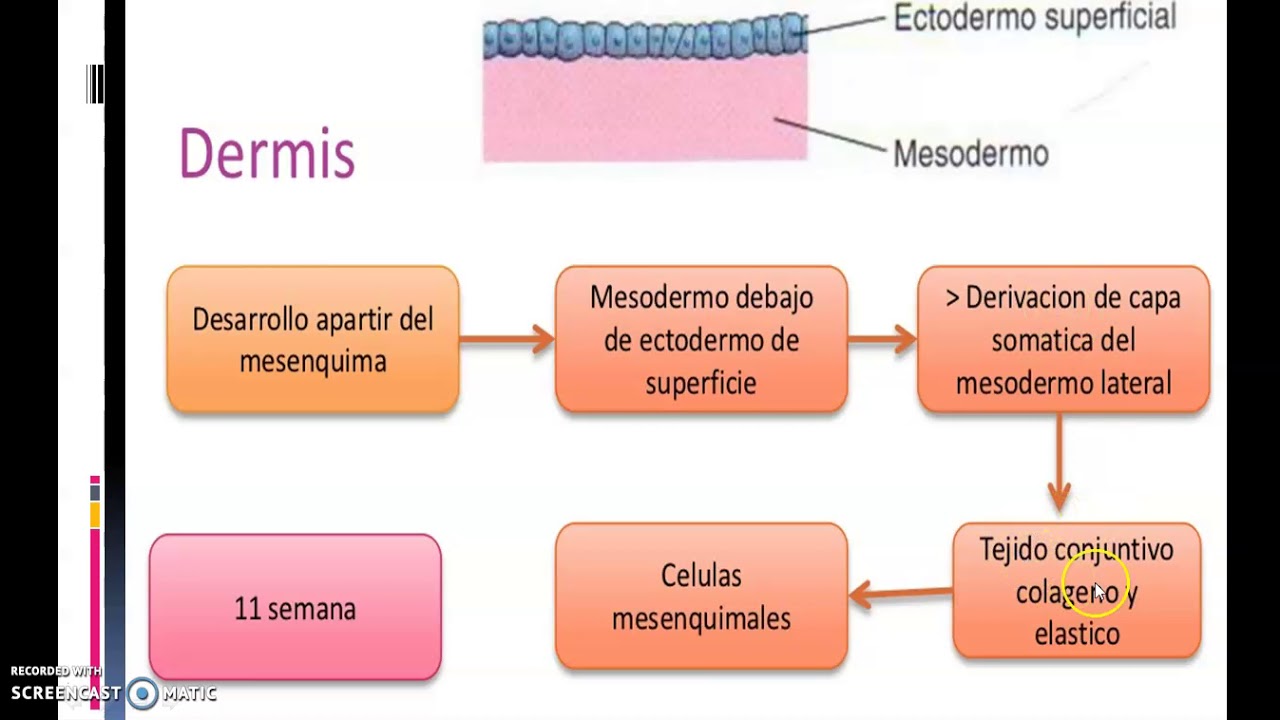Morfología 2020. Derivados del ectodermo epidermico y epiméro: Piel ...