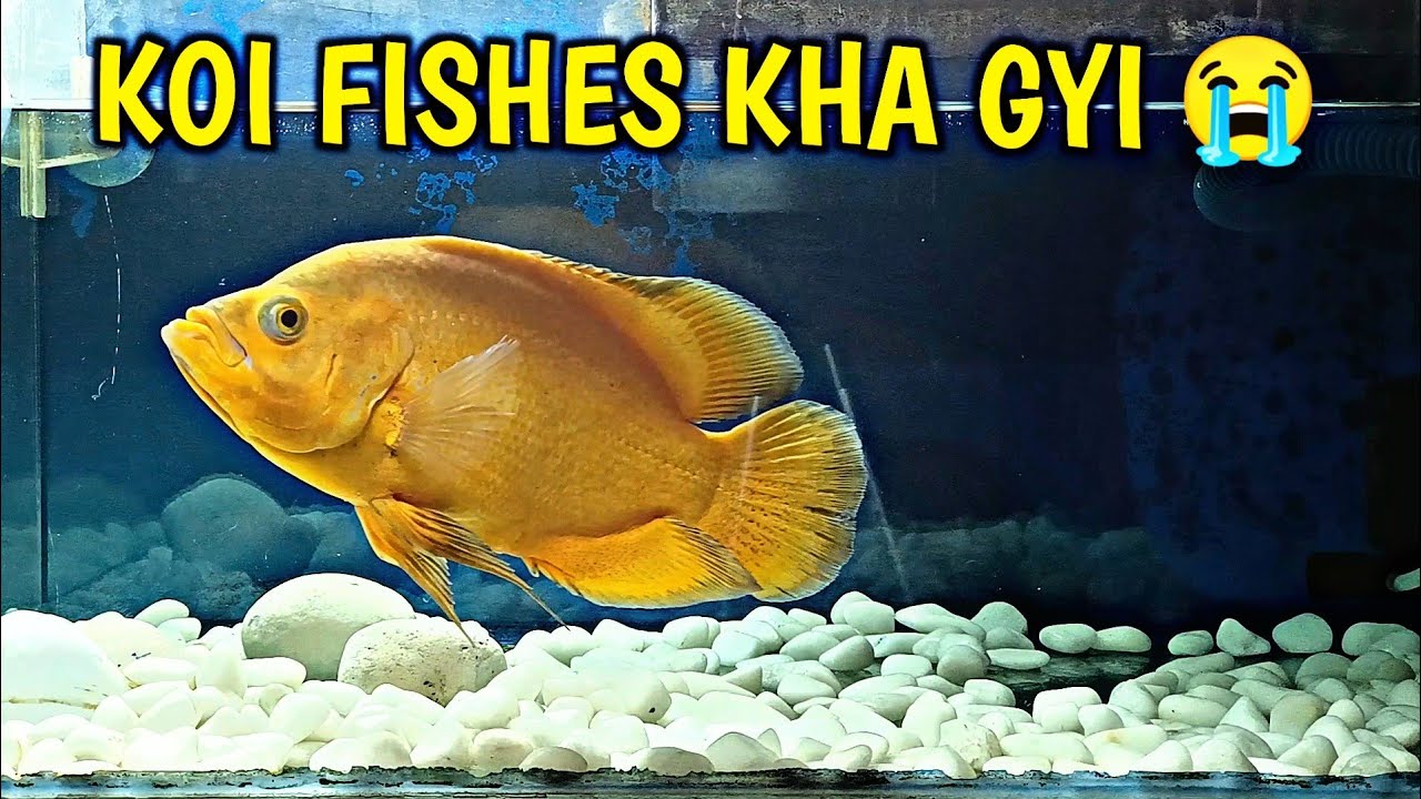 Sari Koi Fish kahan Chali Gai 😭 #aquarium - YouTube