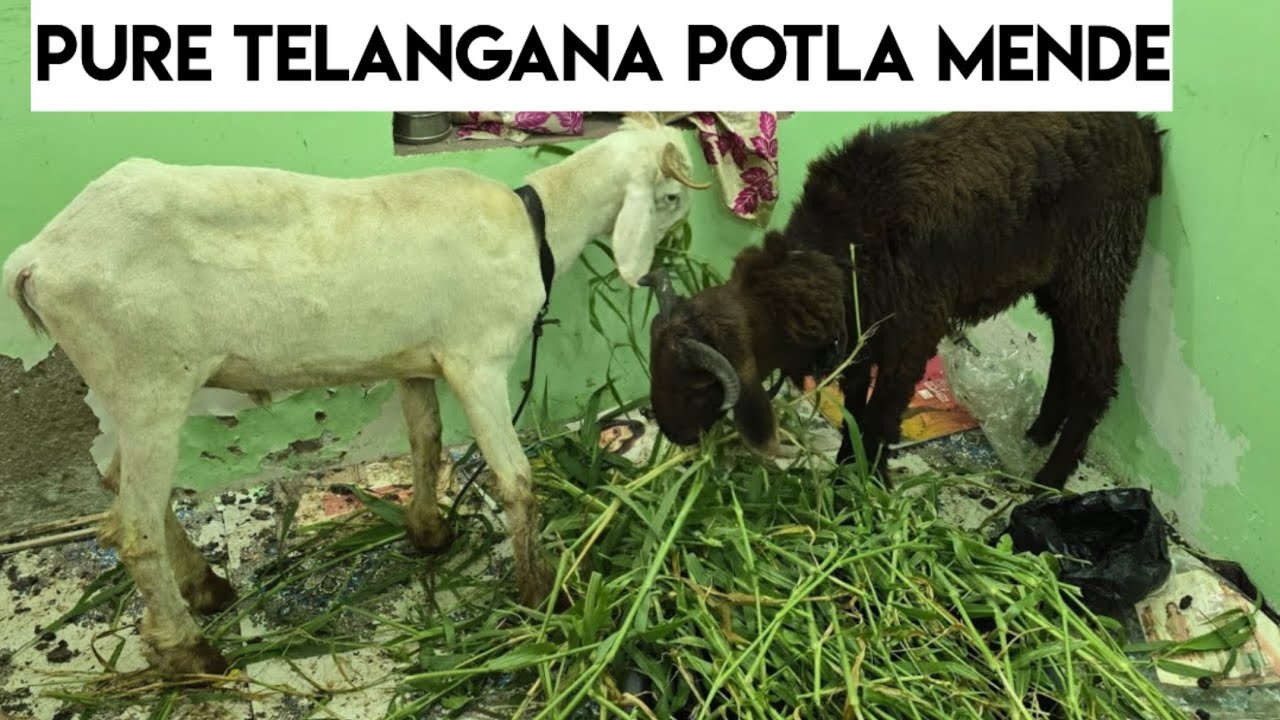 Pure Telangana potla mende in Hyderabad khilwat | Telangana sheep's in ...