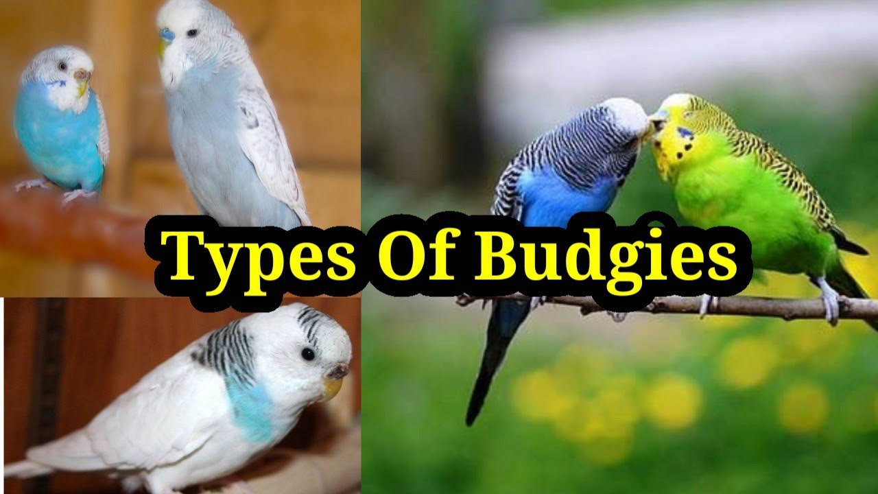Types Of Budgies || Popular Budgies Types In India || Cute Mutations Of ...