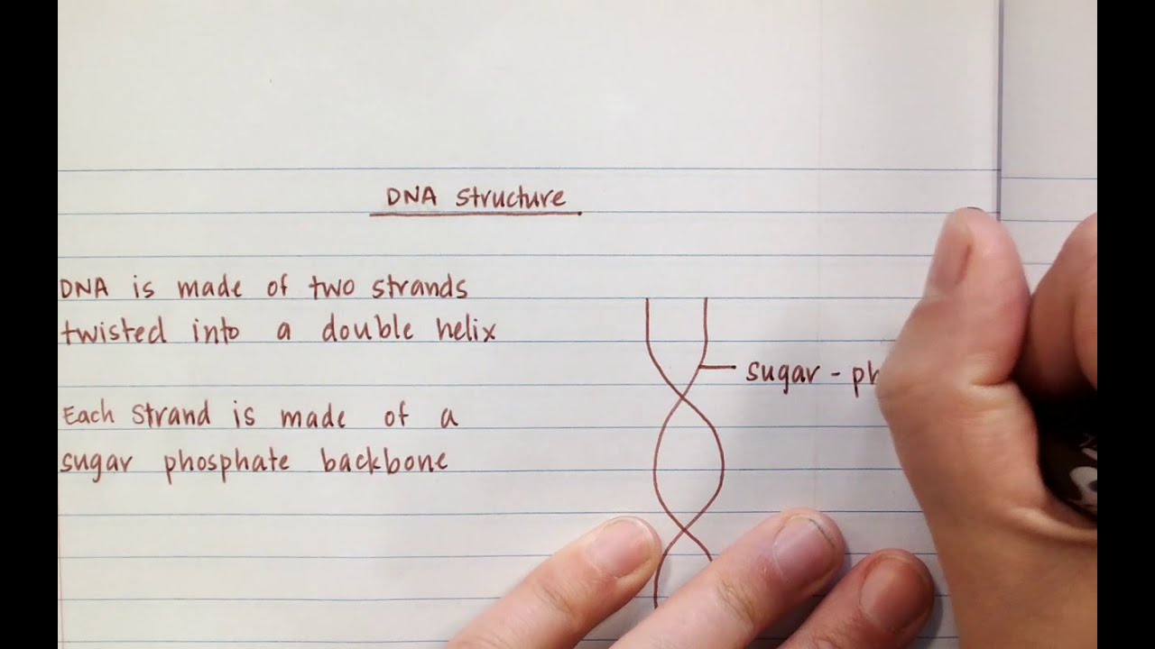 Back Bone Dna