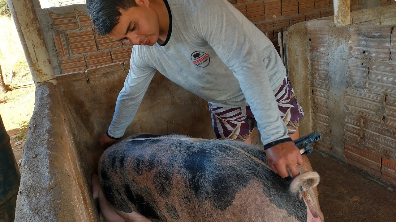 pesando porcos sem balança?veja como pesar porcos - YouTube