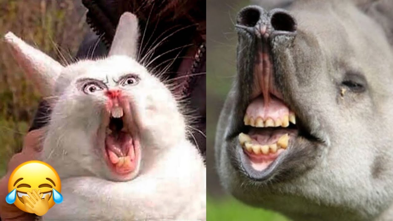 Funniest Cat And Dog videos On the planet #3 🐕 Best Funny animals ...