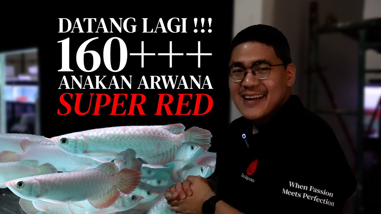 DATANG LAGI !! 160+ ANAKAN ARWANA SUPER RED - YouTube