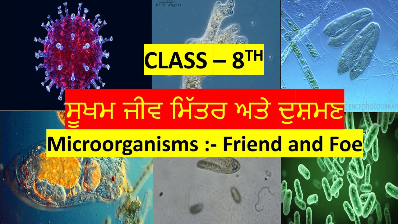 Microorganisms Friend and Foe Full Chapter Class 8 Science PSEB NCERT ...