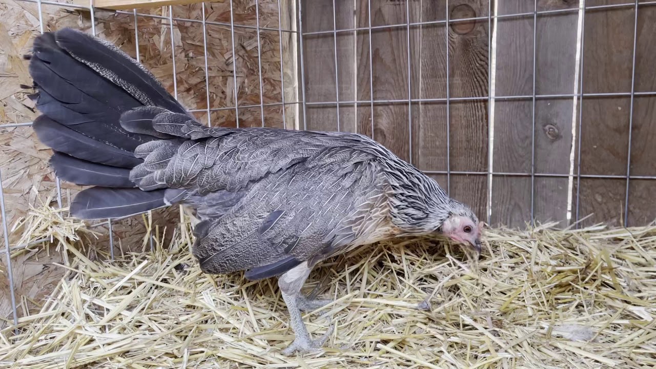 Pure Clement Grey Brood Hen - YouTube