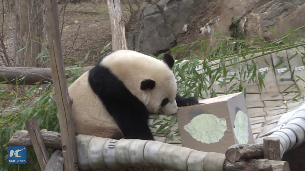 Smithsonian's National Zoo's panda Bao Bao is returning to China - YouTube